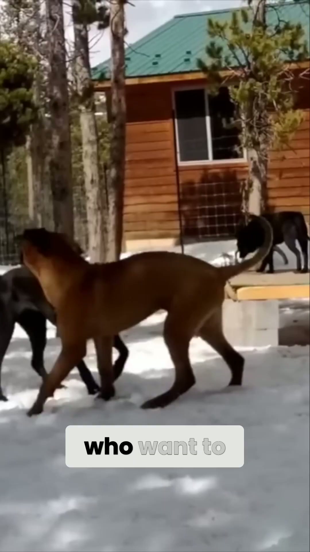 Living with energetic Tosa puppies a wild adventure!