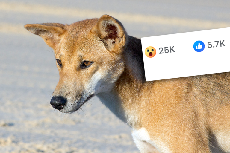 Thousands have their say after controversial dingo cull on K'gari: 'Gut ...