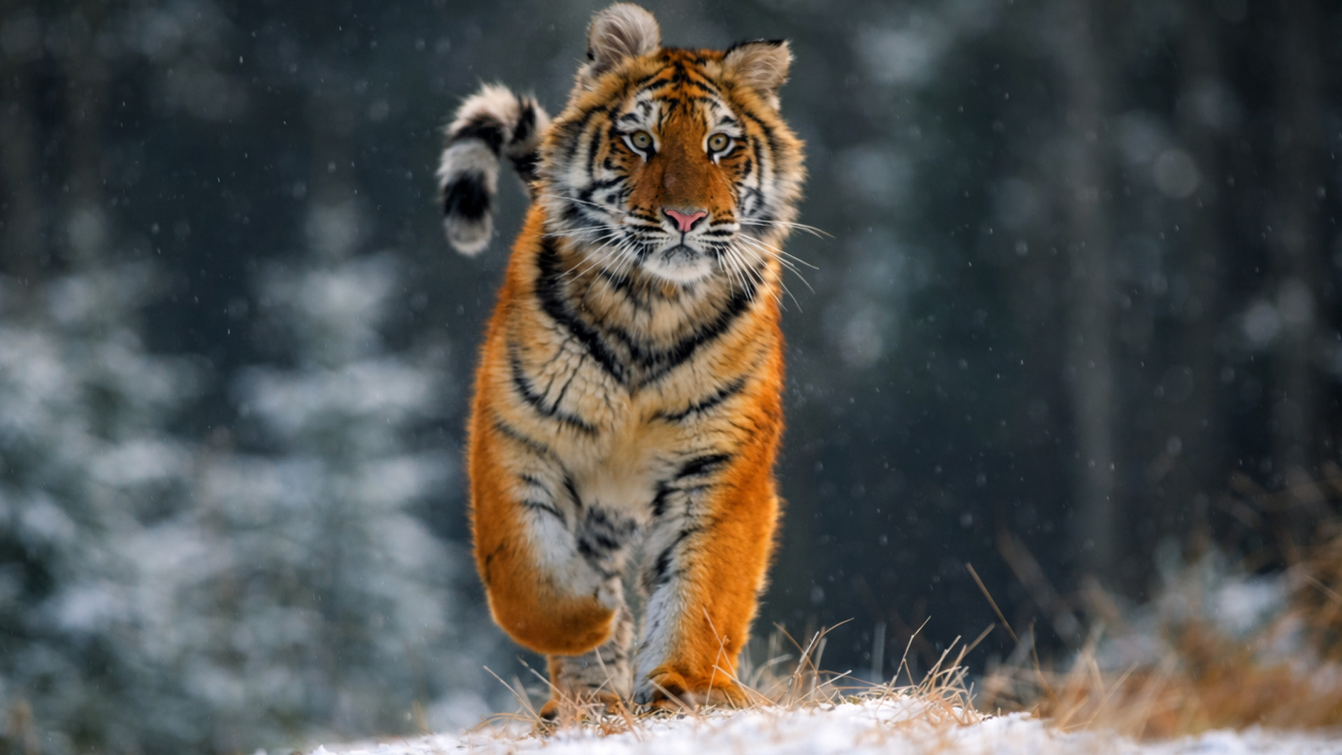 Snowfall and the silent hunter