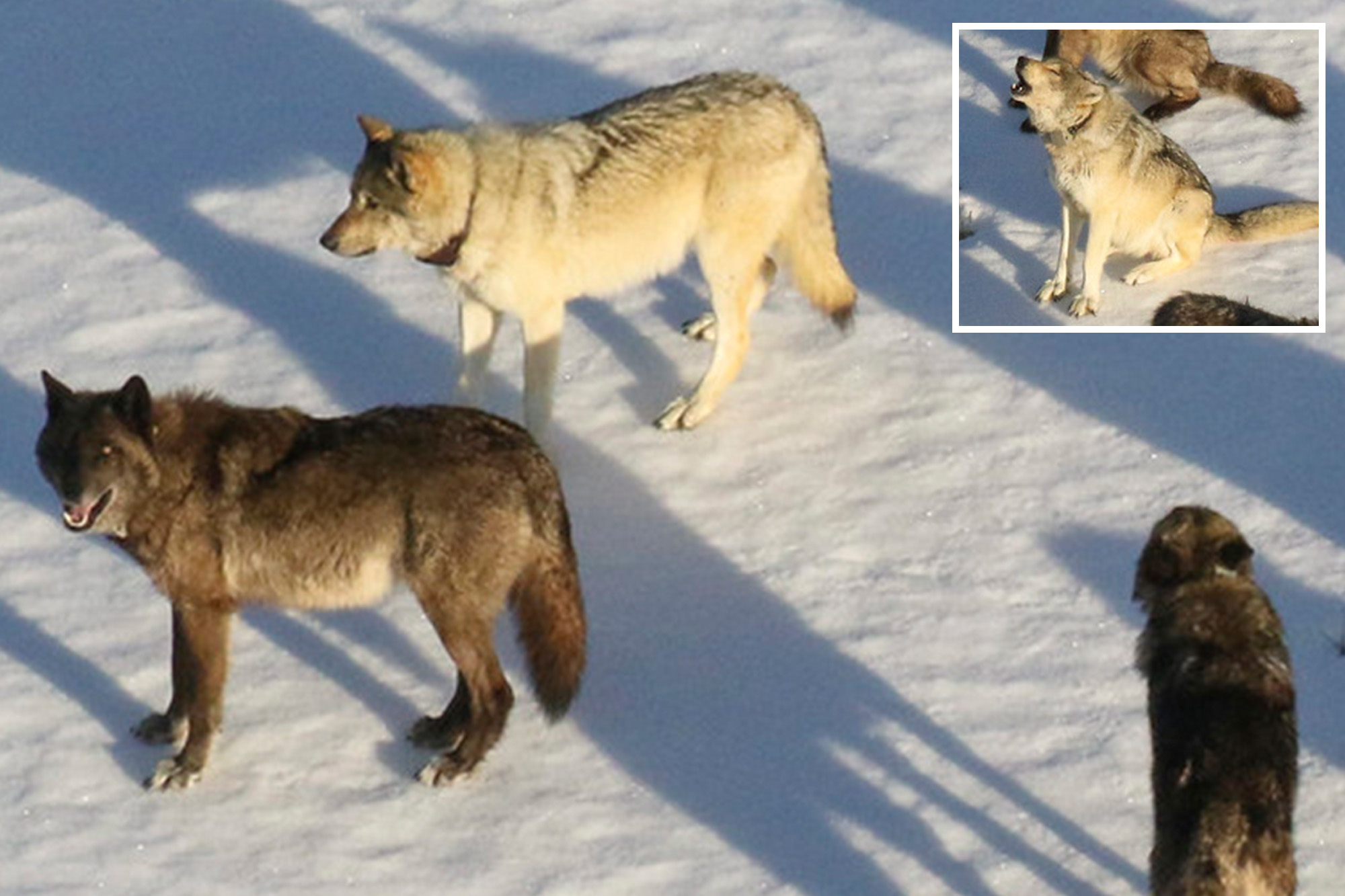 ‘Rising star’ female wolf from Yellowstone’s most famous pack is ...