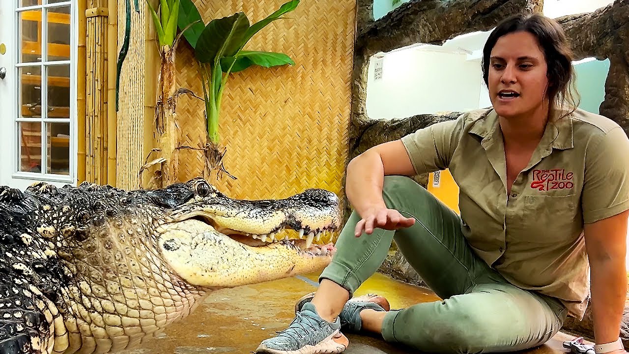 Raising a gator🤩😅 I have had Gomer since he was a baby🥰