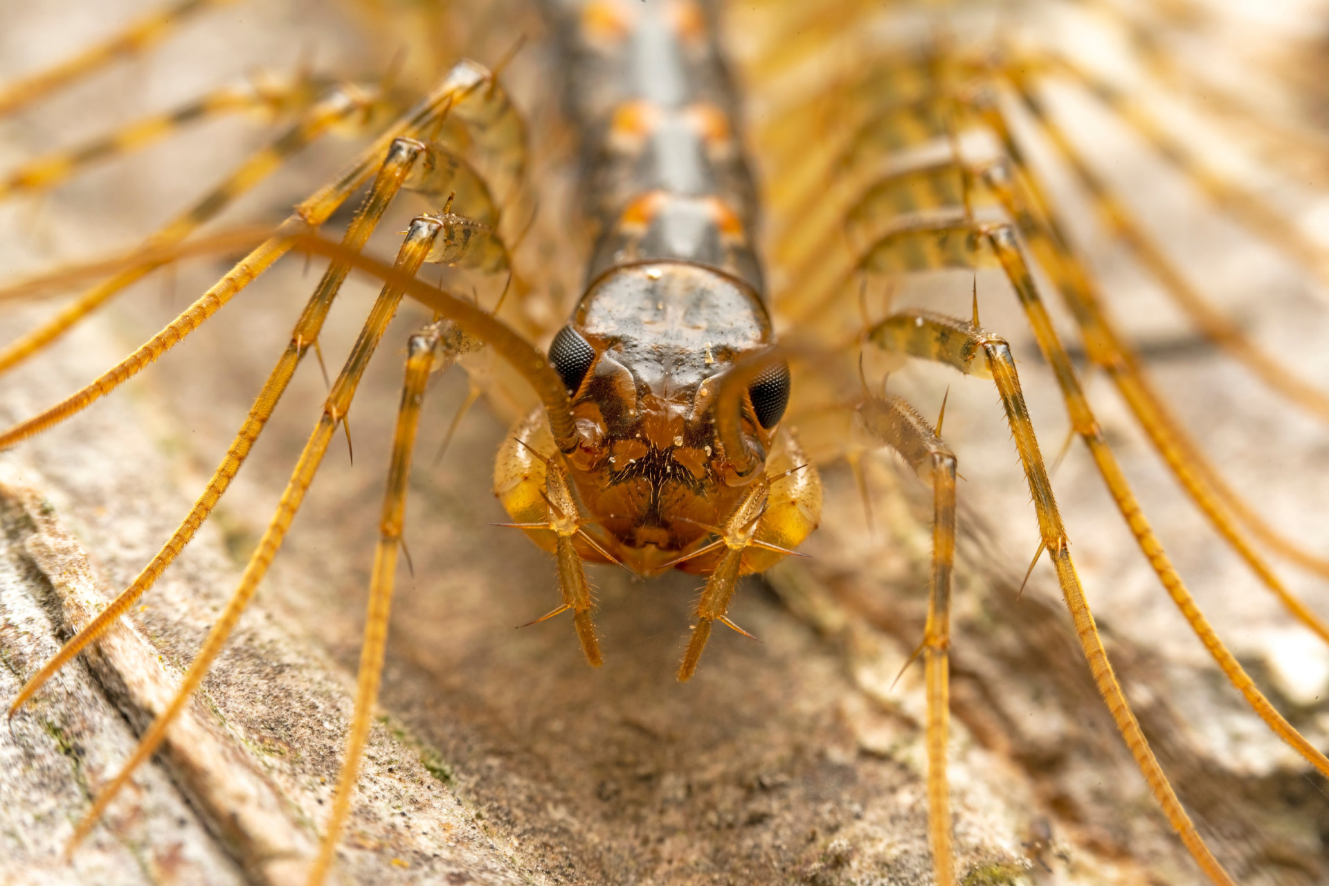 The world's most dangerous insects, arachnids, and other creepy crawlies