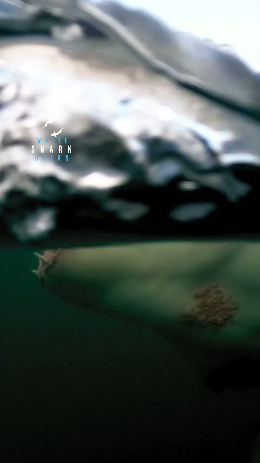 Big Great White Shark Huge Dorsal Sinks Below