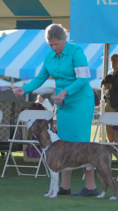 The American Staffordshire Terrier #shorts