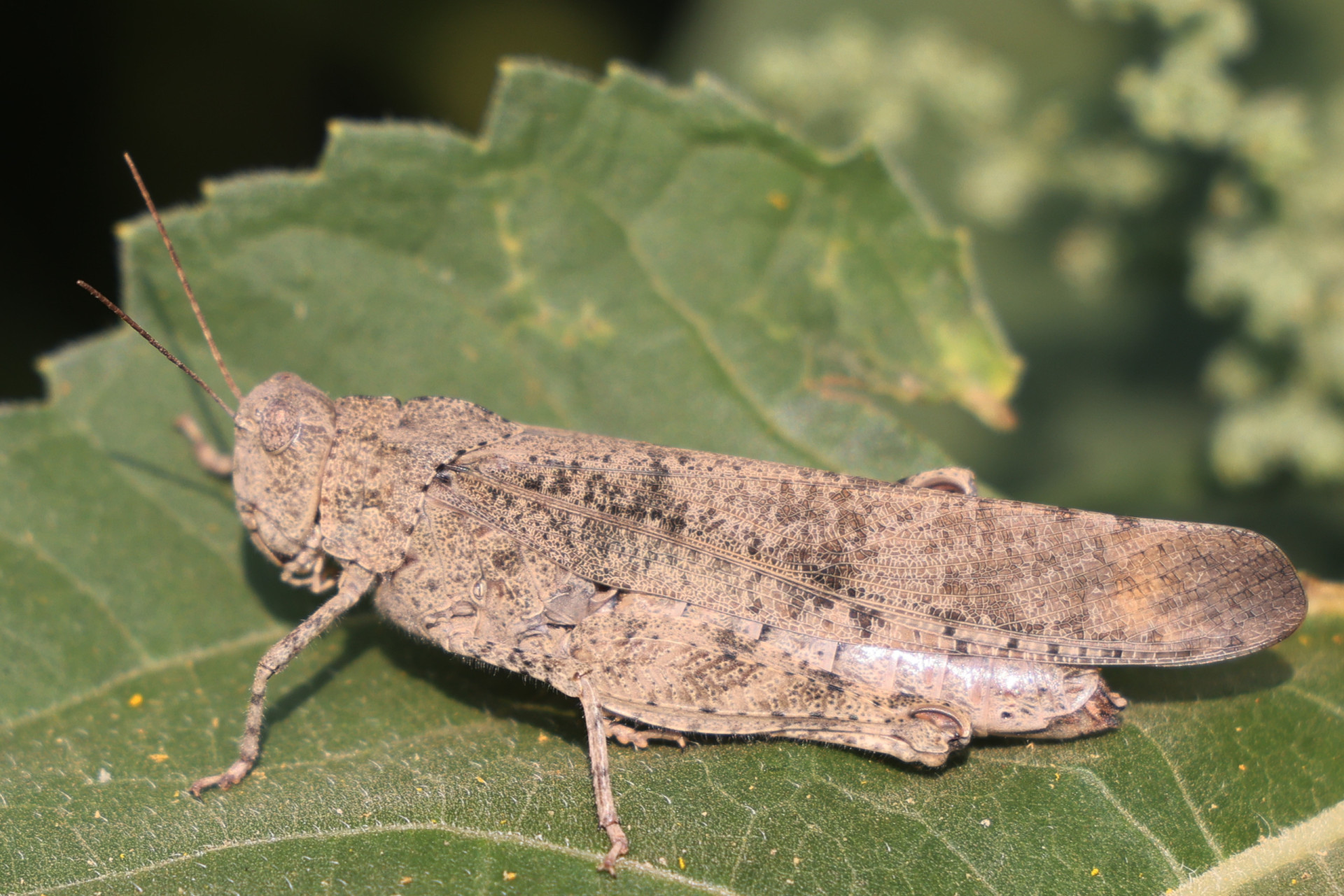 The world's most dangerous insects, arachnids, and other creepy crawlies