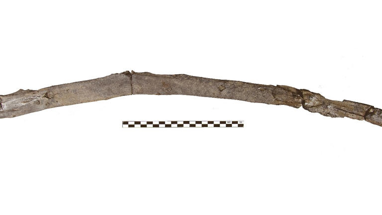 4,30,000-year-old stick found in Greece could be oldest wooden tool ...