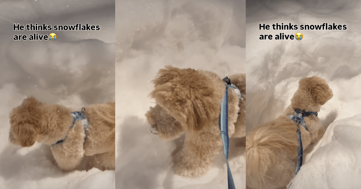 Video captures dog's attempts to eat snowflakes