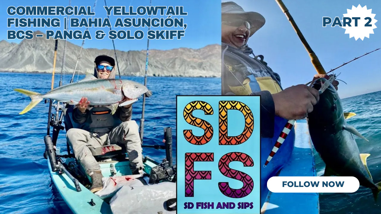 Commercial yellowtail fishing in Bahía Asunción, Baja California part 2