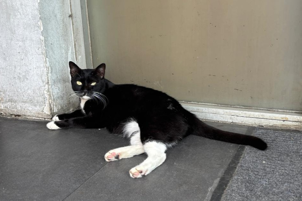 Rekomendasi 6 destinasi wisata ramah kucing di dunia