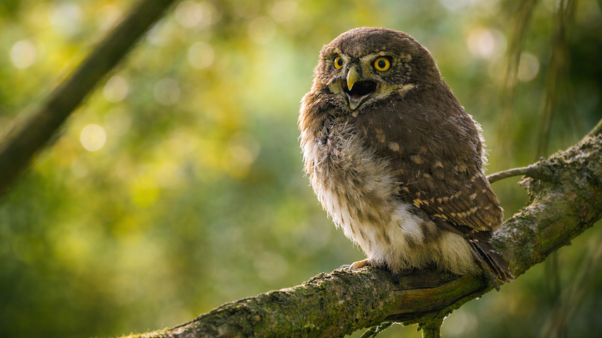 Ik spotte deze kleine uil midden in het bos