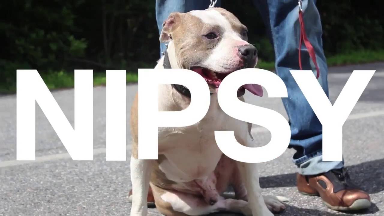 You can't knock Nipsy the pit bull hustle (fan submitted)