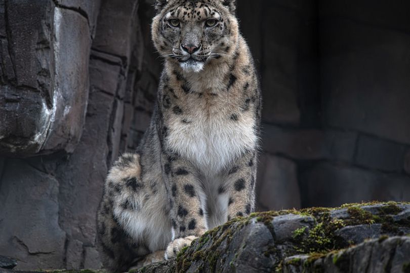 Five Sisters Zoo staff celebrate snow leopard Nela going viral again
