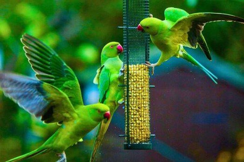 Parakeets will stop bullying robins and other British birds if you have ...