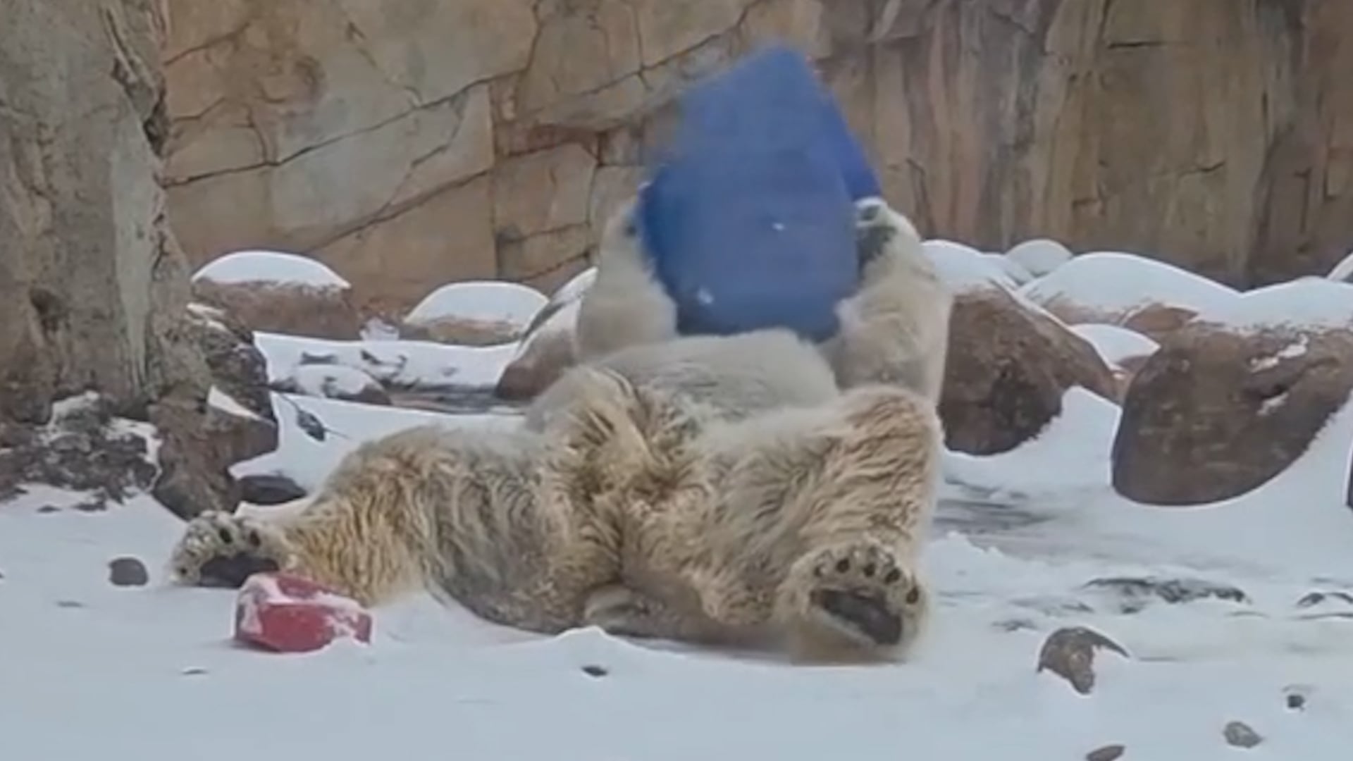 Polar bear rolls in snow after winter storm in Memphis