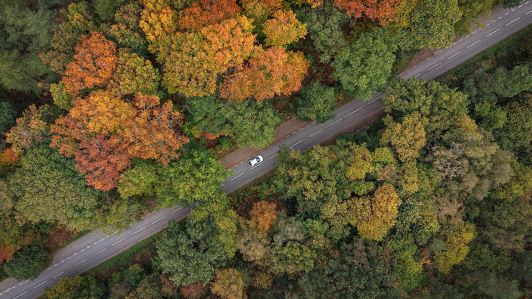 Earth talk: Do plants communicate?