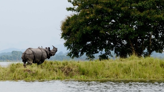 Assam’s development in harmony with natural ecosystem
