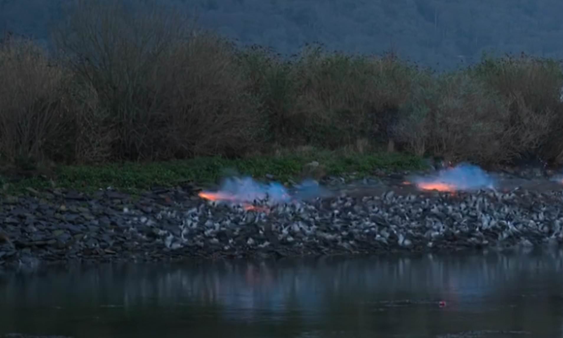 Countryfile fans attack BBC for 'highly distressing' footage of birds ...