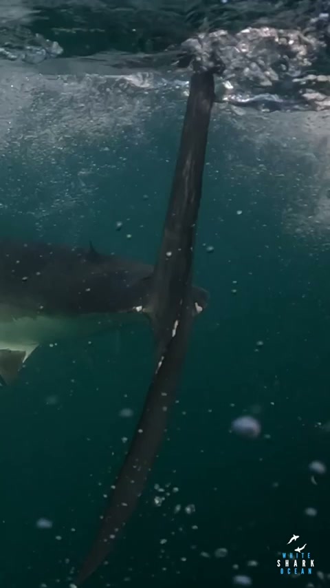 Great White Shark Over And Under Slow Motion