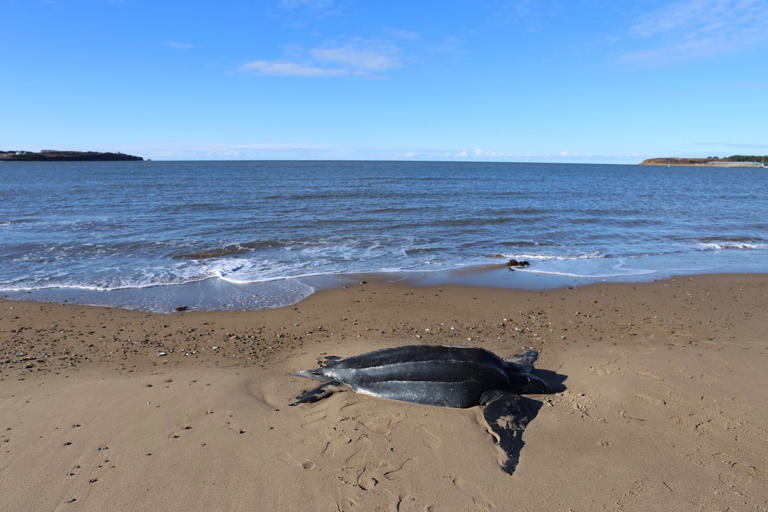 Turtle conservationist calls for action to fix Canso Causeway