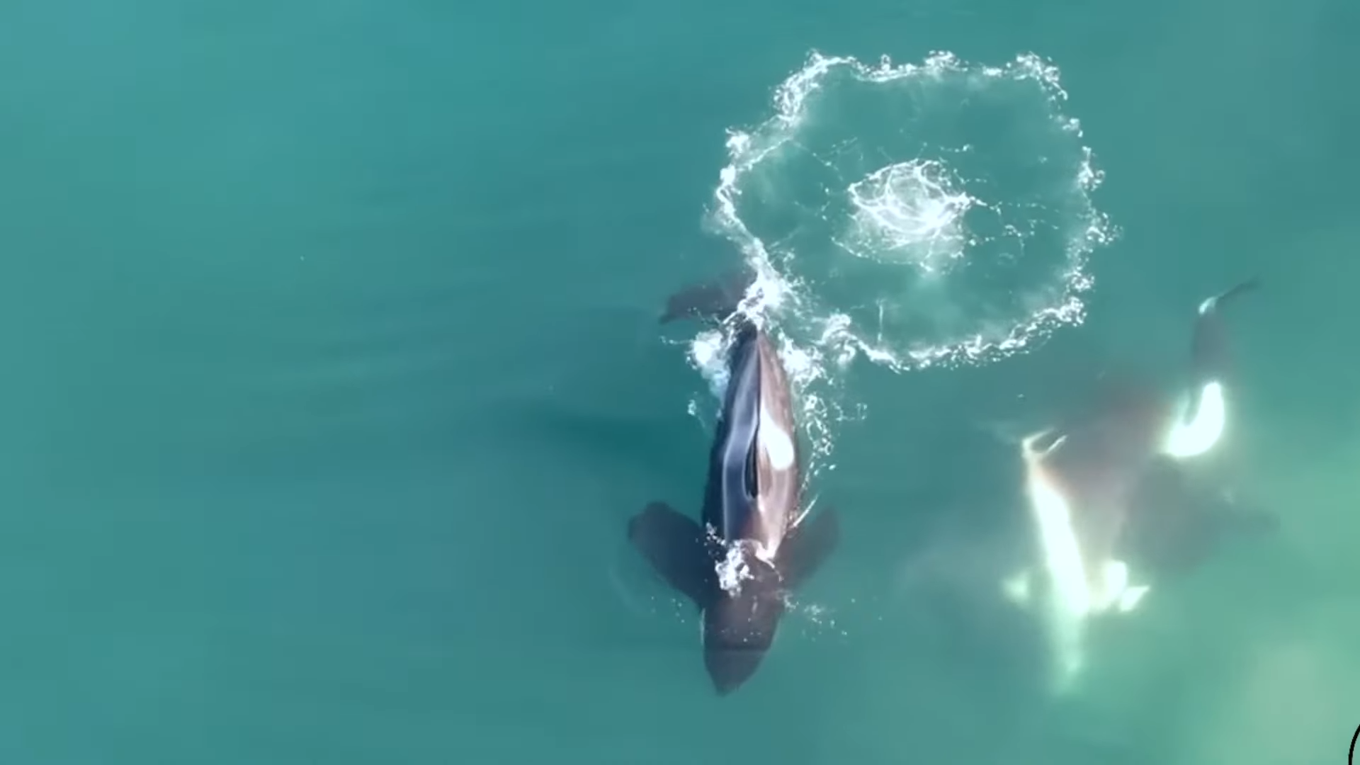 Scientists locate South Africa’s missing great white sharks