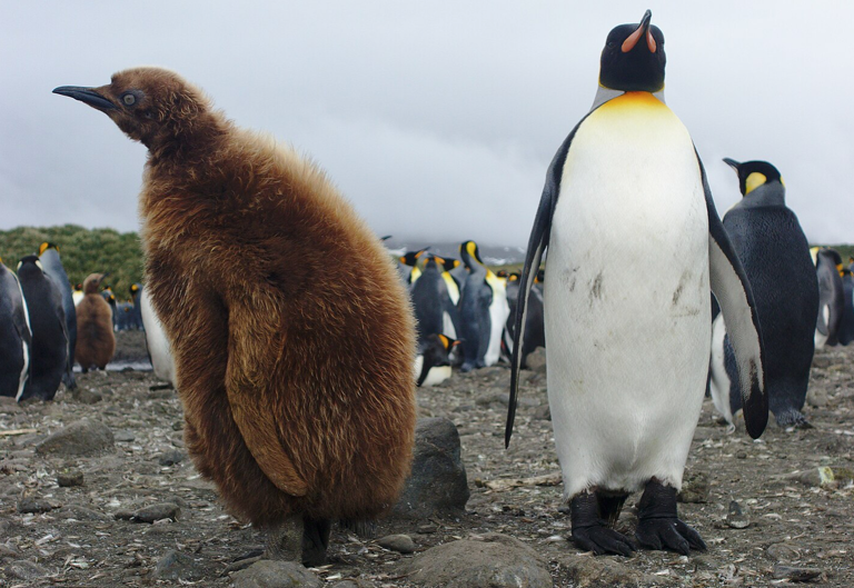 Did you know baby king penguins get the zoomies?