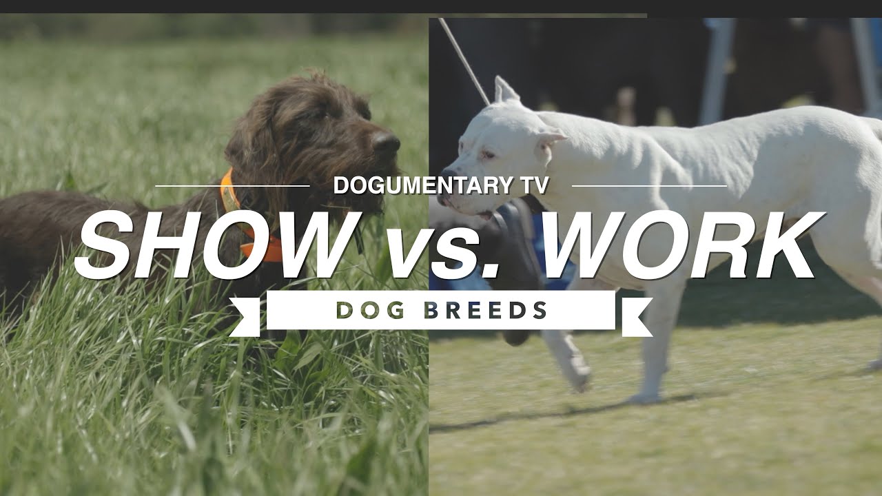 Show line vs. working line which should you choose?