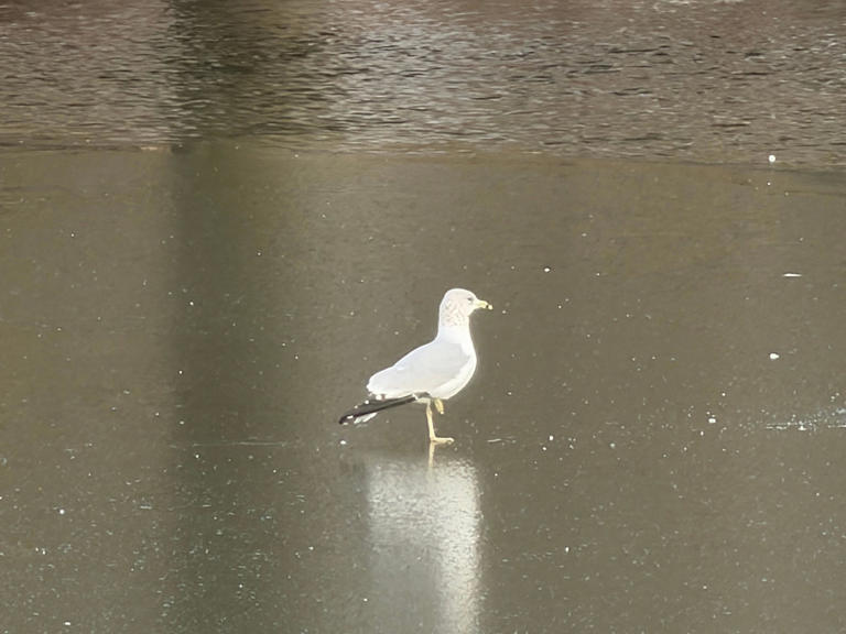 Dallas ISD expected to reopen Wednesday after two-day weather shutdown