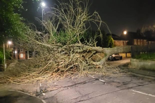 Tree blows down and blocks road as North East braves high winds and rain