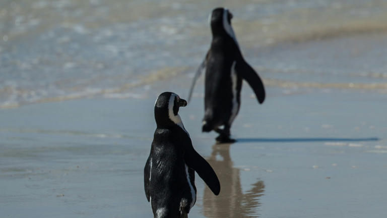 Some penguins mysteriously walk inland alone in apparent suicide