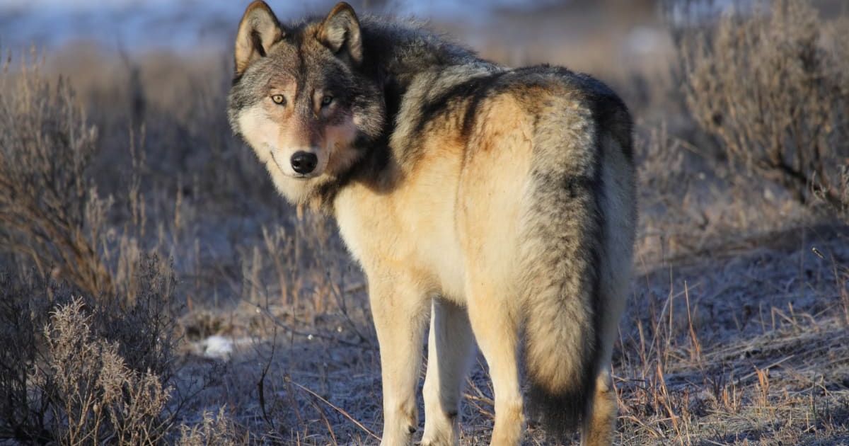 Beloved Yellowstone wolf from 'most viewed pack in the world' illegally ...