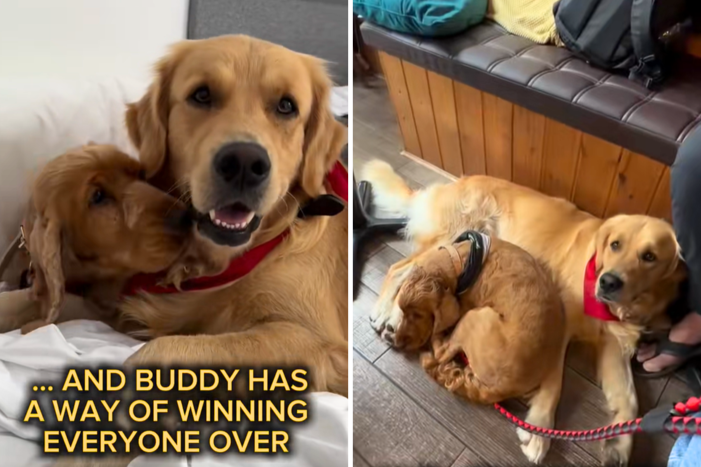 Golden retriever helps traumatized ex-breeding spaniel finally feel safe