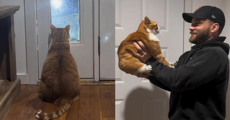 Cat waits like this for dad to get home in viral video
