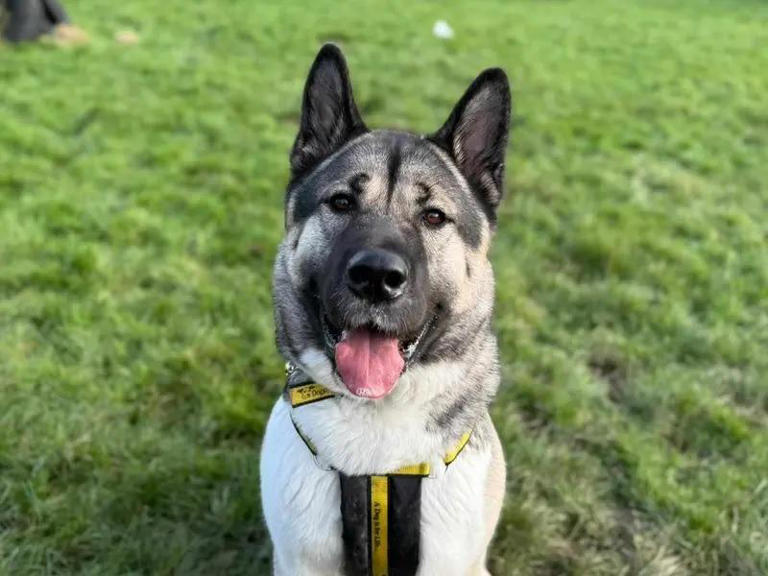 Six adorable East Midlands rescue dogs looking for a forever home