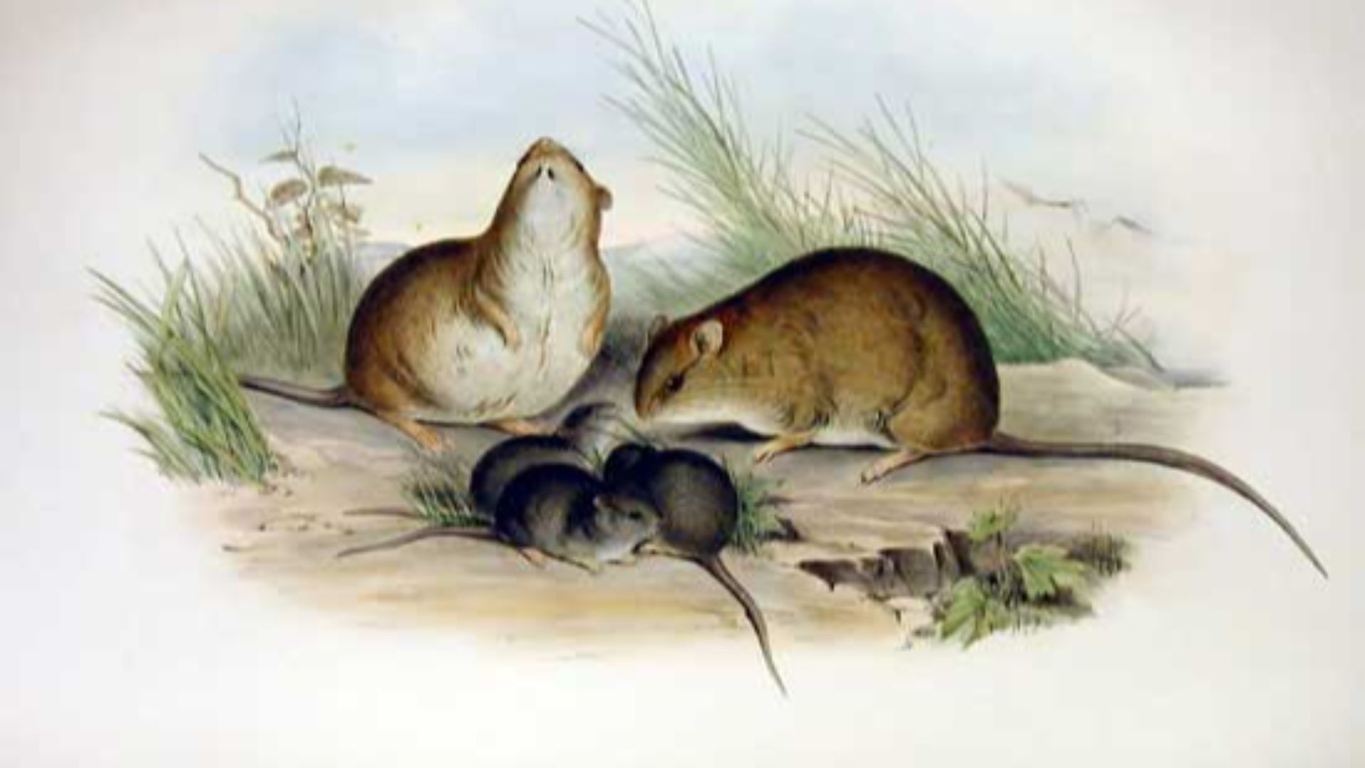 20 animals that have been declared extinct in the last 10 years