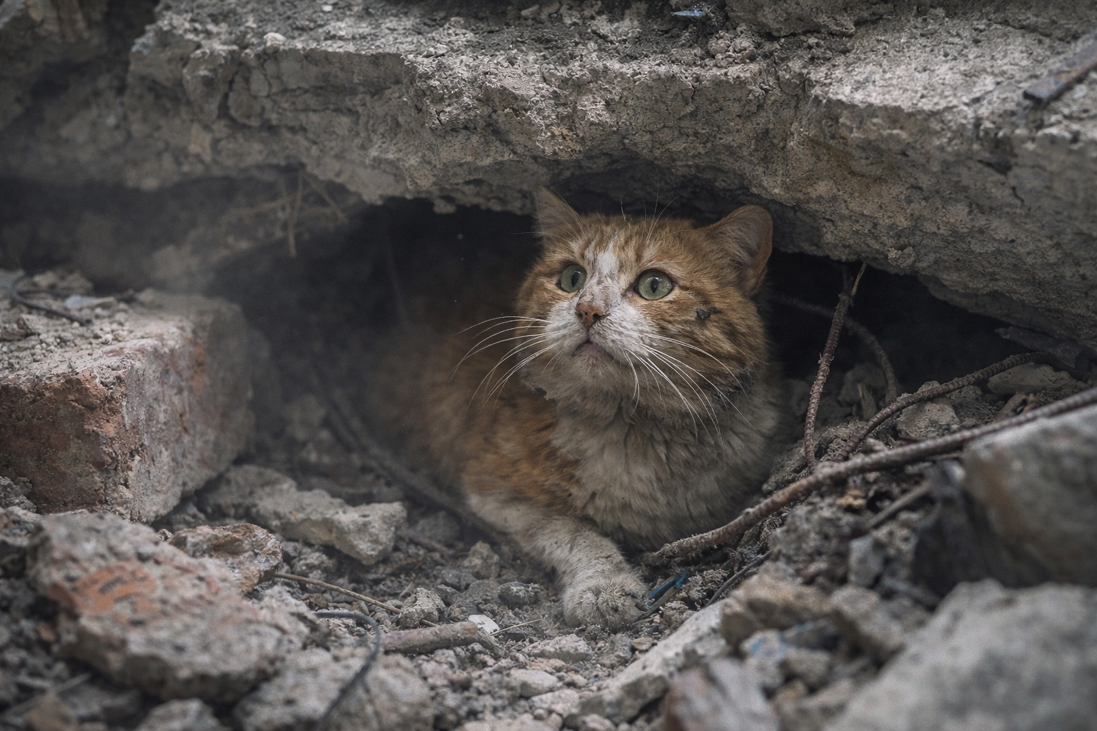 Gatto sopravvive per giorni sotto le macerie dopo il crollo di una casa