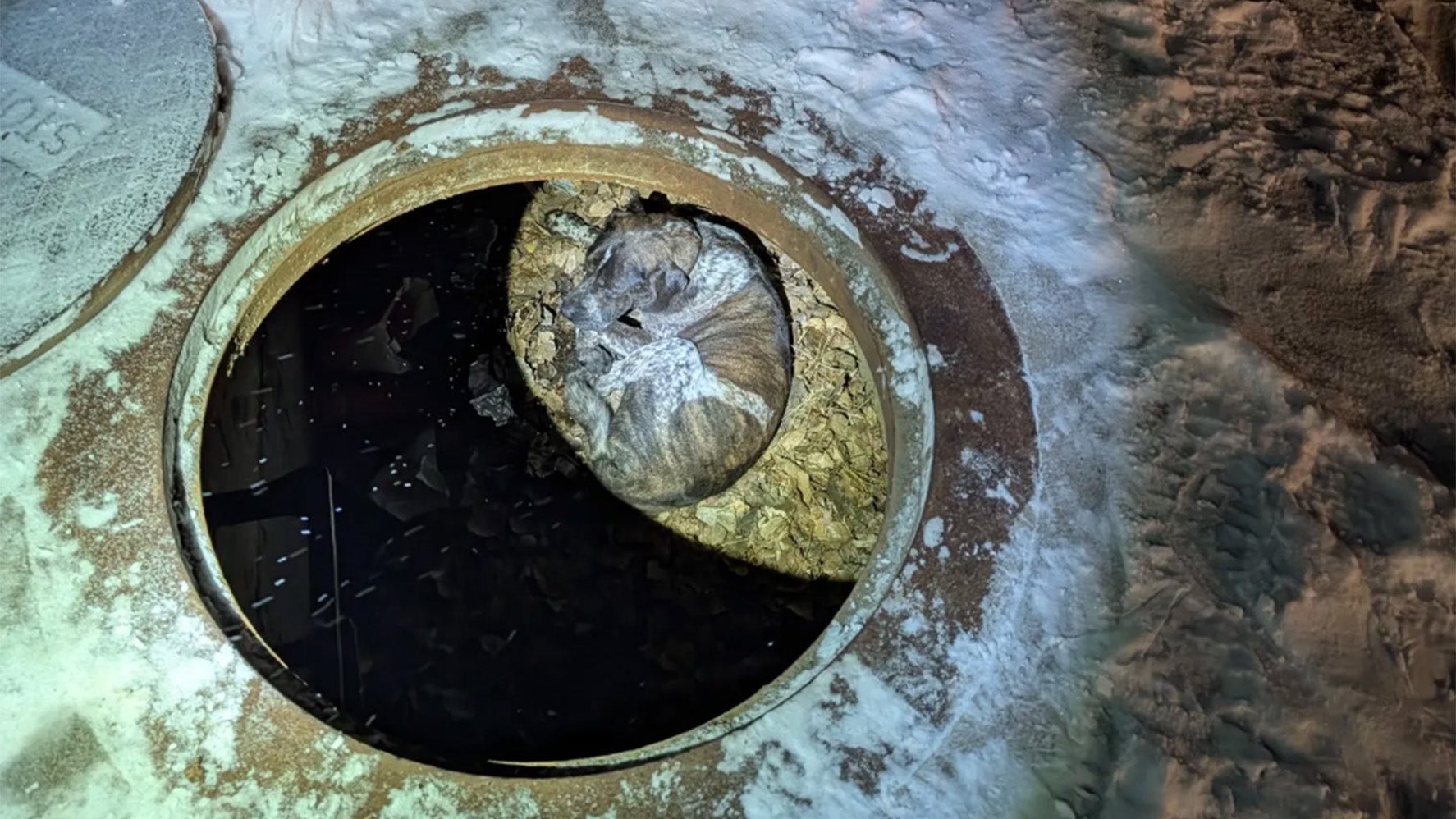 Firefighters brave frigid temperatures to save dog trapped in storm drain