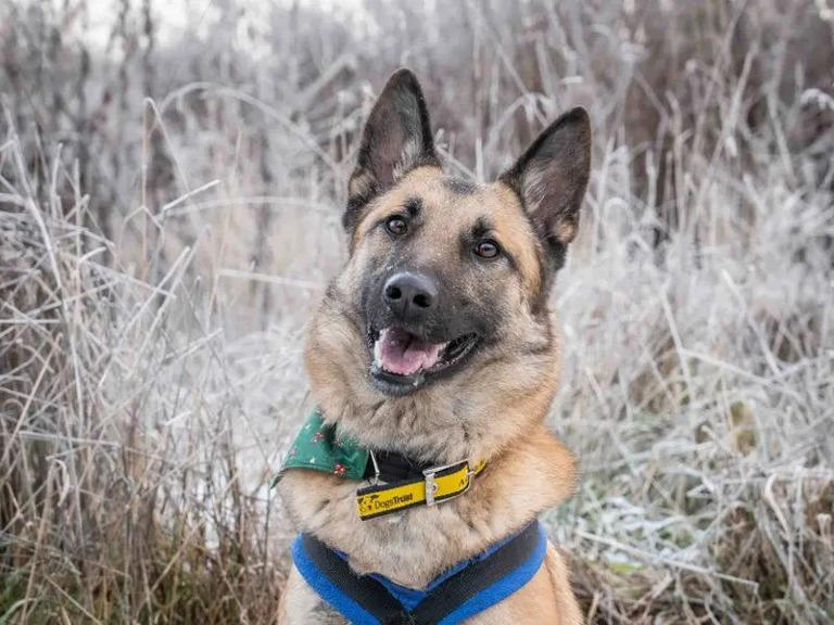 Six adorable East Midlands rescue dogs looking for a forever home