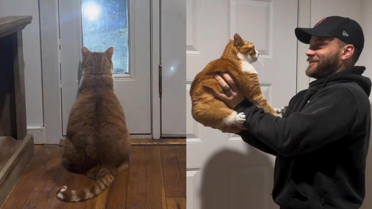 Cat waits like this for dad to get home in viral video