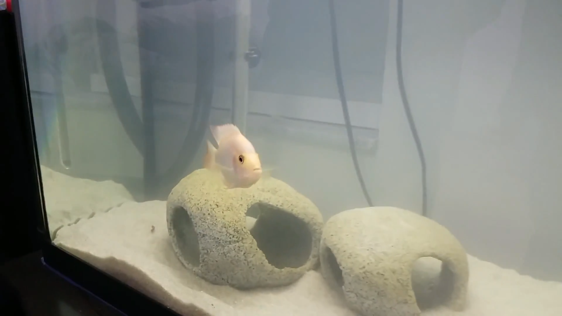 Inside the crazy exotic fish trade and how these pets are moved