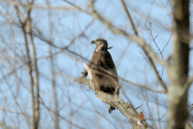 More bald eagles are being spotted in CT this year. Here’s why and ...