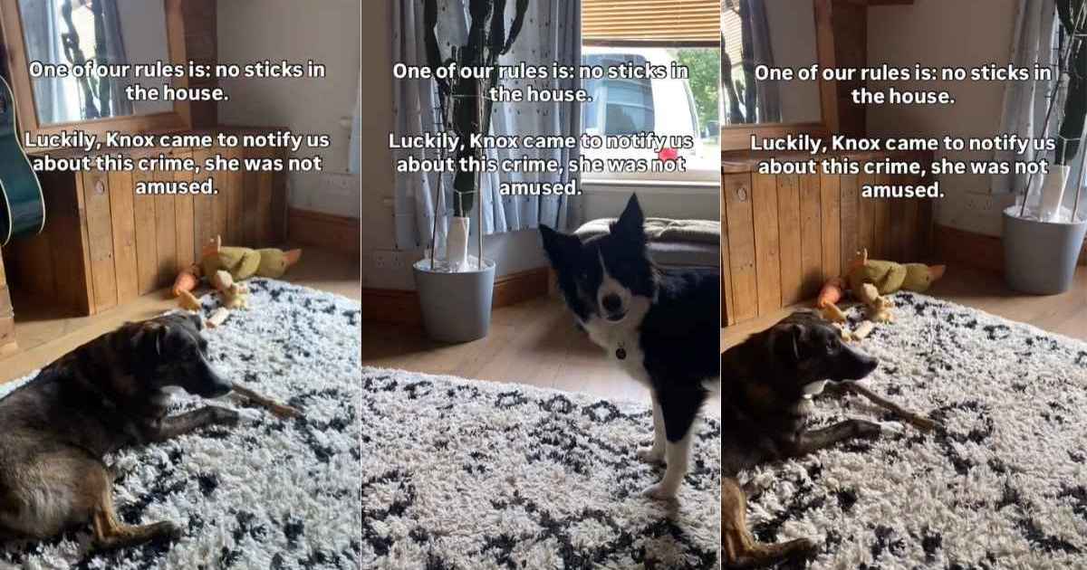 Video: Dog notifies owners when furry sister breaks house rule