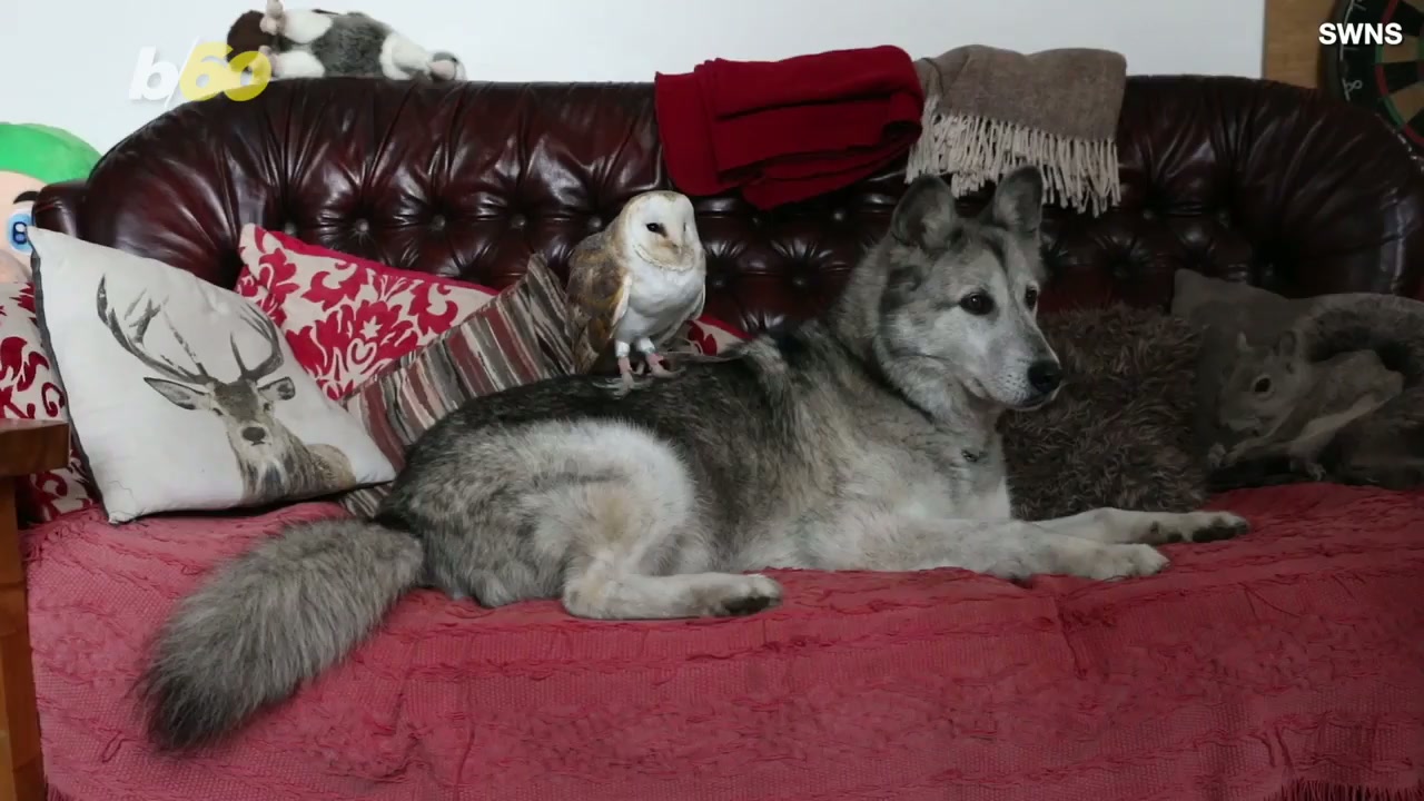 Meet Blue! The unlikely dog turned owl dad