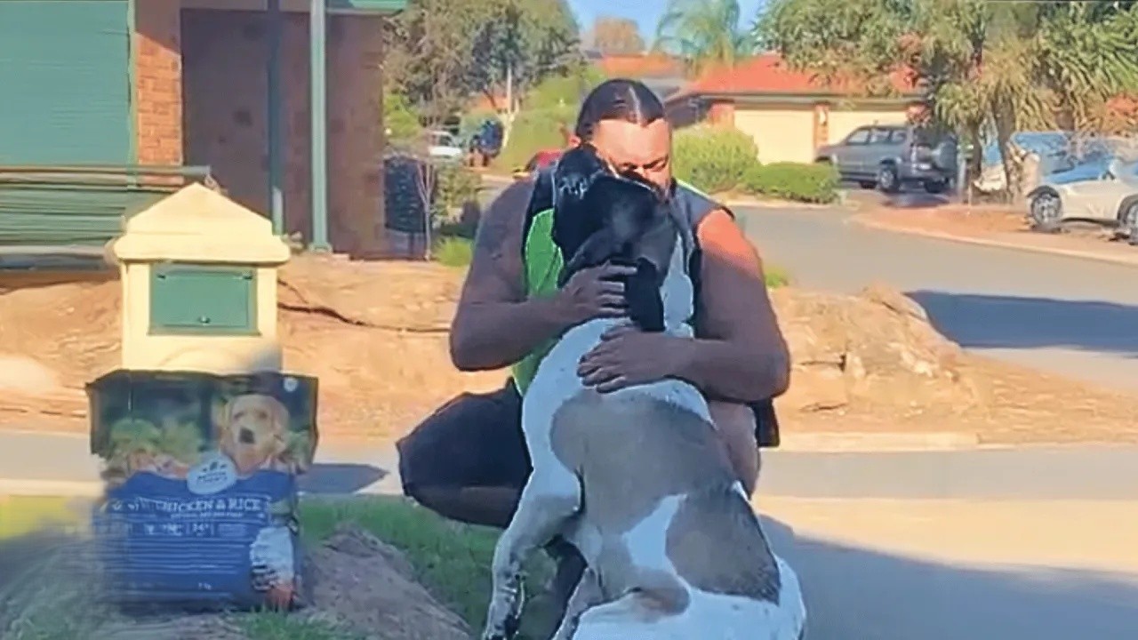 Giant mastiff waits by the window for dad every single day