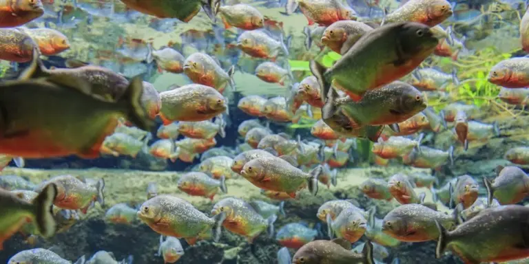 10 Menschen verletzt, als Piranhas in seltenem Angriff wüten