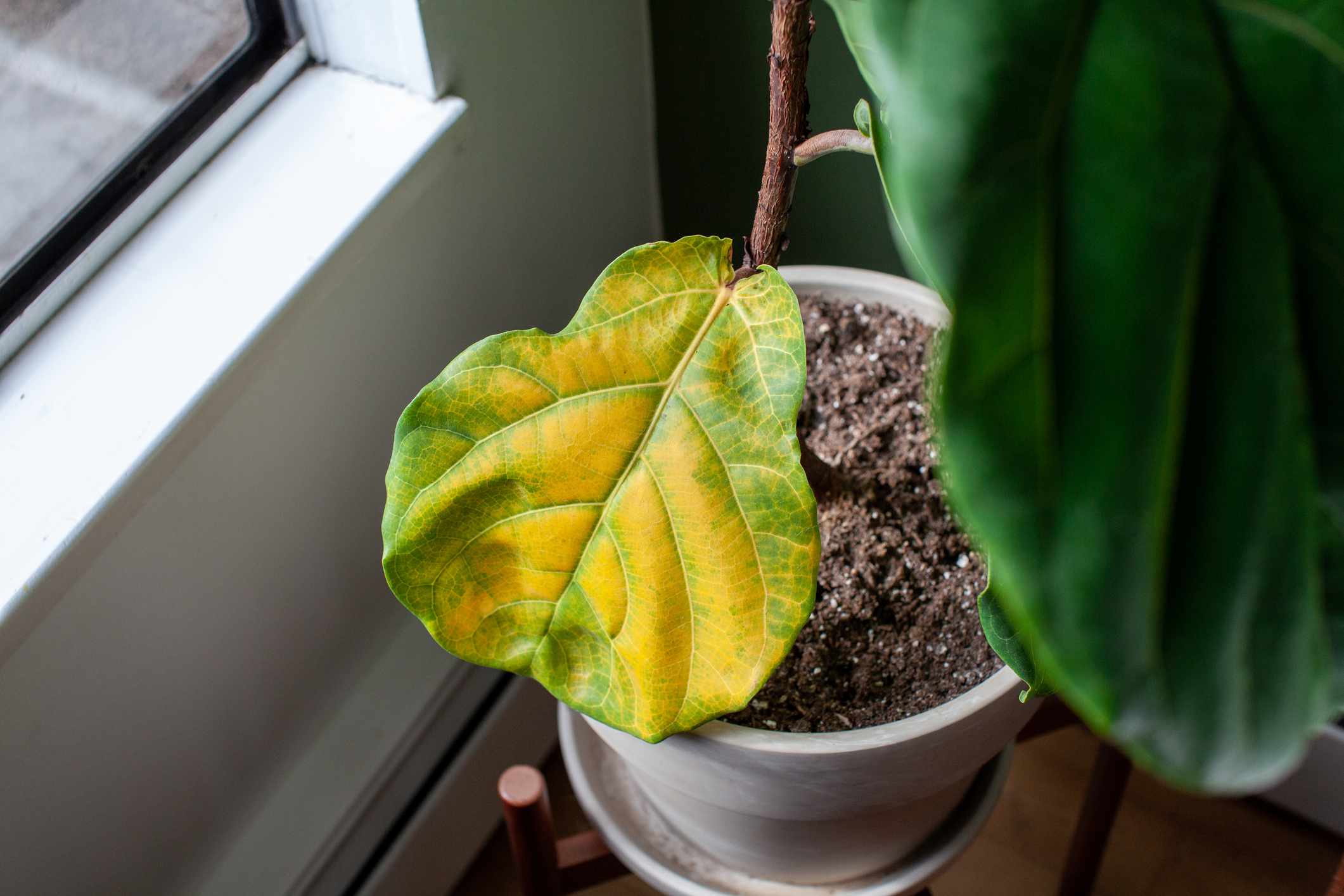 Ditch fiddle leaf figs this winter and grow this underrated plant instead