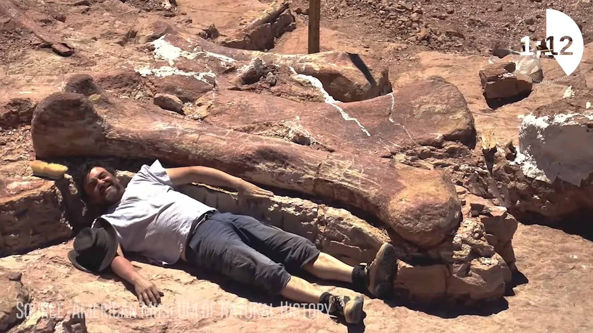 Discovered in Argentina: The biggest dinosaur ever?