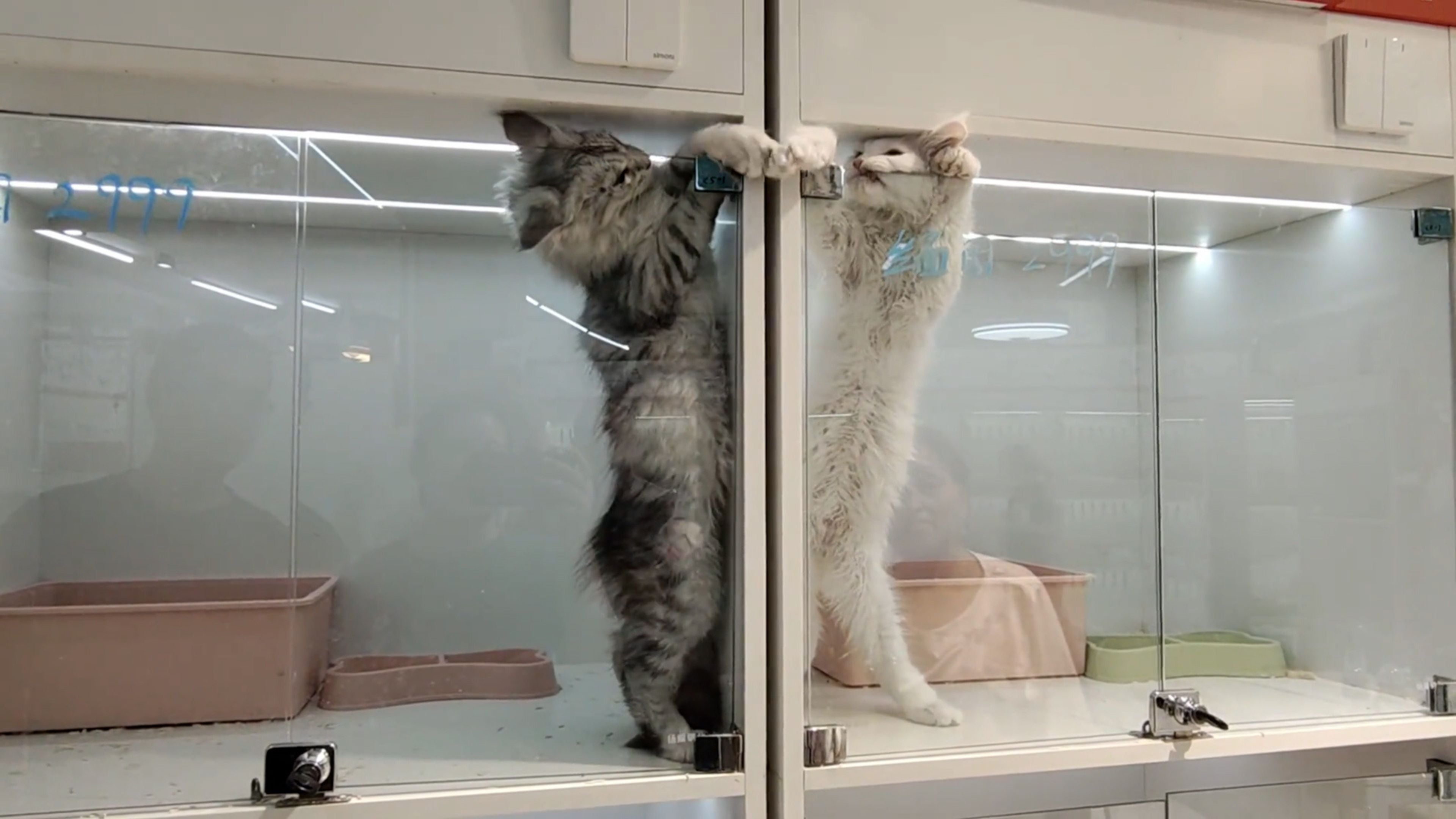 Kittens get catty through glass in lively playfight