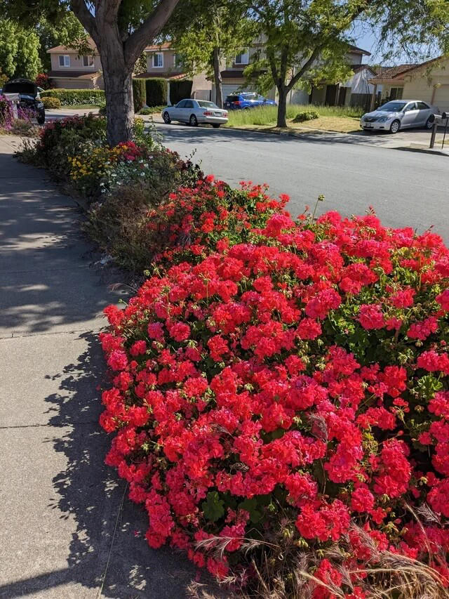Homeowner shares jaw-dropping photos of neighbor's incredible yardwork ...