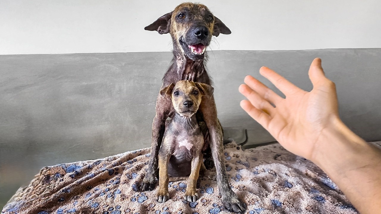 She fought to keep her puppy alive - even when she had nothing left