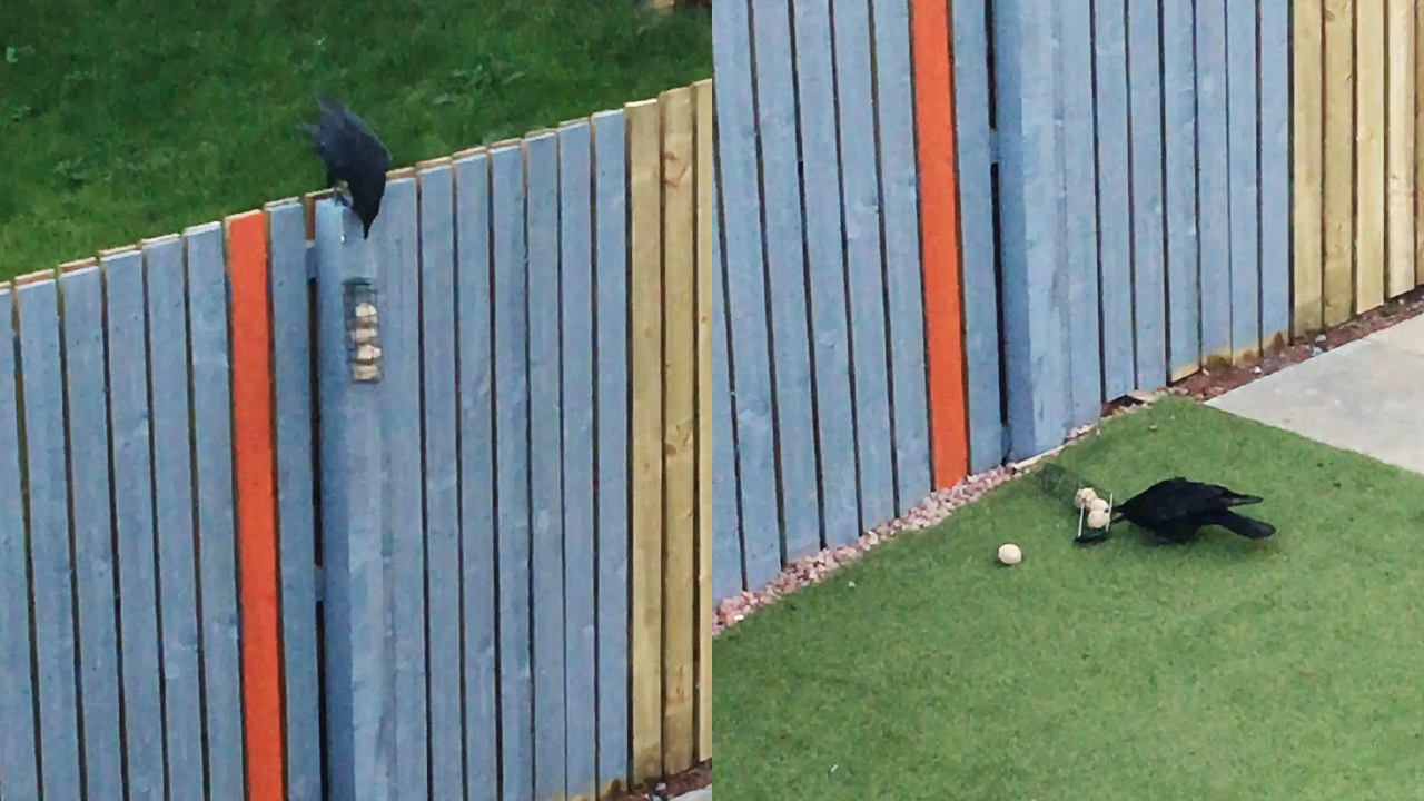 Bold crow smartly steals 5 fat balls from the bird feeder